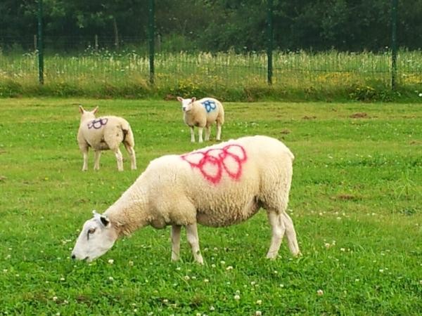 Environmental Friendly Animal Marking Paint Suitable For Pig / Cattle ...