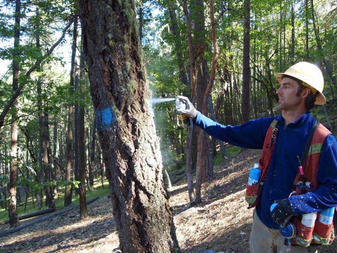 High Opacity Forestry Marking Paint For Trees / Timber / Masonry / Concrete